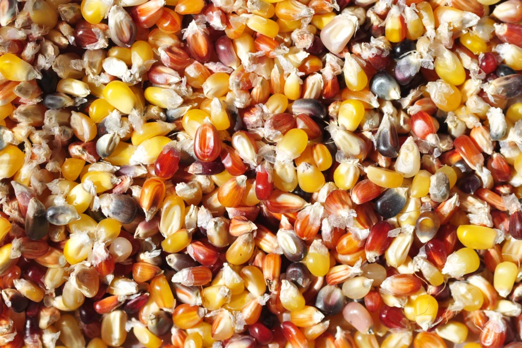 Cultiver les semences paysannes - AgroBio Périgord